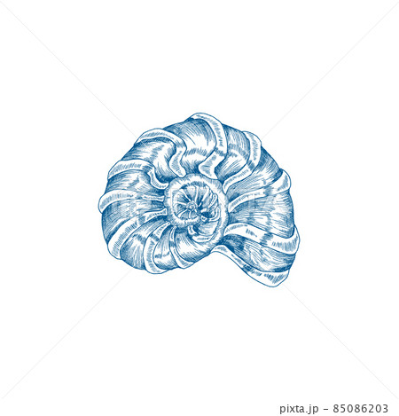 Spiral Shell Drawing