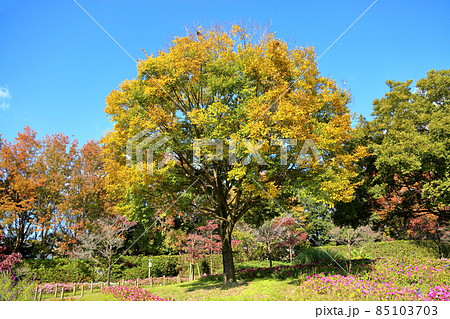 秋の公園 色づく欅の写真素材 [85103703] - PIXTA