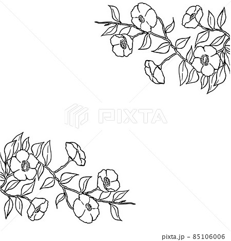 椿の線画背景イラストのイラスト素材 [85106006] - PIXTA