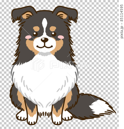 Sheltie (tri-color) - Stock Illustration [85114595] - PIXTA