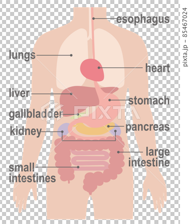 Human body (organs/organs) English - Stock Illustration [85467024] - PIXTA