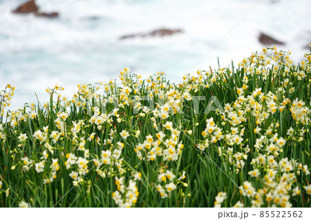 越前水仙 新春風景 越前加賀海岸国定公園の写真素材 [85522562] - PIXTA