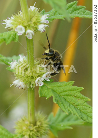 A male yellow loosestrife bee, Macropis...の写真素材 [85537302] - PIXTA