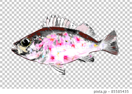 Transparent background spring announcement fish - Stock Illustration ...