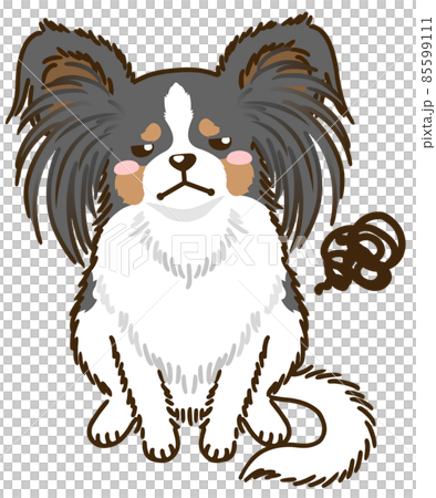 Dissatisfied papillon (tri-color) - Stock Illustration [85599111] - PIXTA