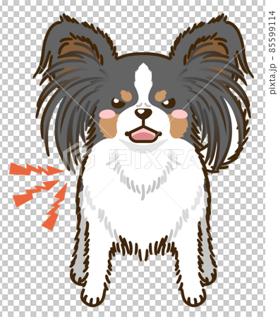 Menacing Papillon (Tri-color) - Stock Illustration [85599114] - PIXTA