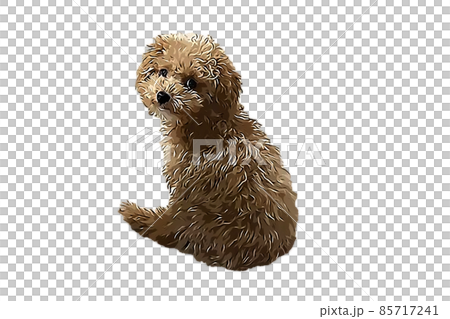 A toy poodle puppy looking back - Stock Illustration [85717241] - PIXTA