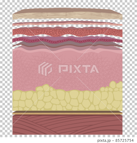Decomposed view of the skin layer - Stock Illustration [85725754] - PIXTA