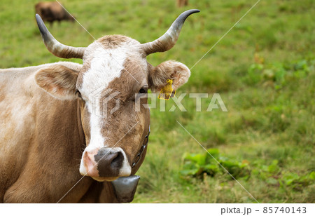 Beautiful close up cow portrait with copy spaceの写真素材 [85740143] - PIXTA