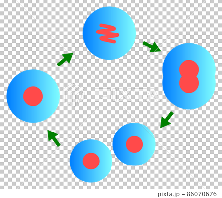 Illustration of cells dividing and proliferating - Stock Illustration ...