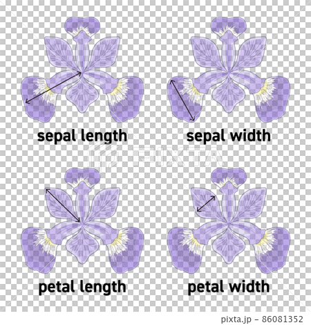 Illustration of the length of the iris flower... - Stock Illustration ...