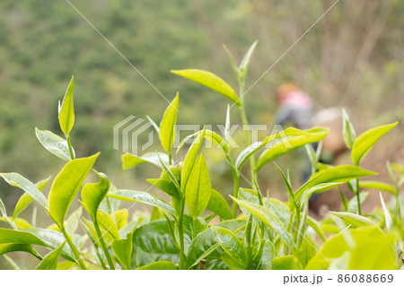 Top tea leaves, natural products, are ingredients in making beverages ...