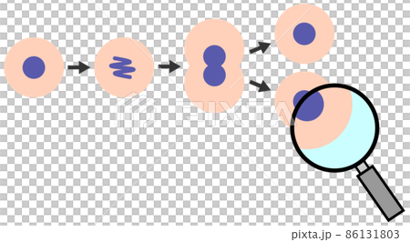 Illustration of cells dividing and proliferating - Stock Illustration ...
