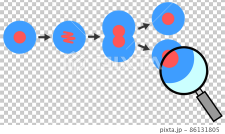 Illustration of cells dividing and proliferating - Stock Illustration ...