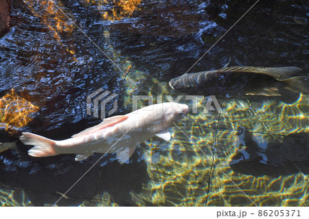 Koi fish. In pood, symbol of good luck in asiaの写真素材 [86205371] - PIXTA