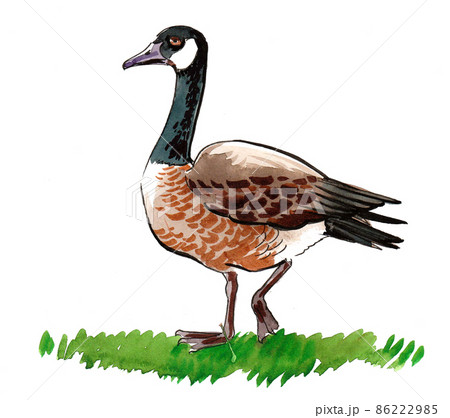 Wild goose bird on green grass. Ink and...のイラスト素材 [86222985] - PIXTA