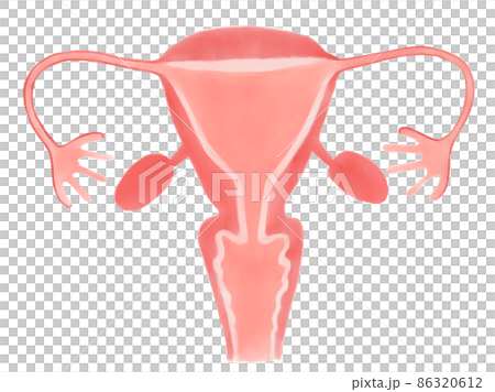 Types of uterine morphology (Class U0 normal... - Stock Illustration ...
