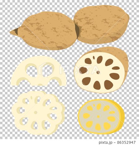 Lotus root illustration - Stock Illustration [86352947] - PIXTA