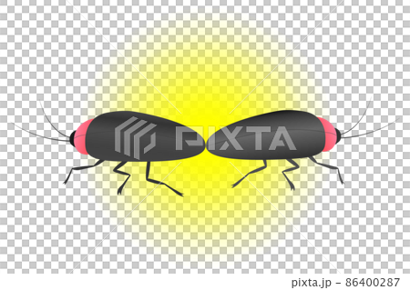 Firefly mating illustration (white background) - Stock Illustration ...