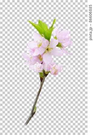 Sakura Sakura Flower Illustration Real - Stock Illustration [86606885 ...
