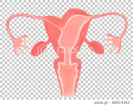 Types of uterine morphology (Class U4... - Stock Illustration [86614362 ...
