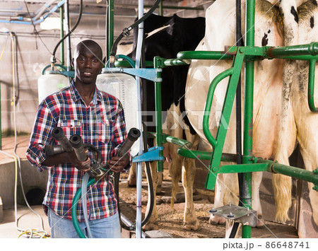 Young man working with automatical cow milking...の写真素材 [86648741] - PIXTA