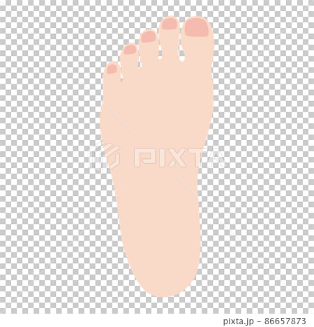 Female left instep - Stock Illustration [86657873] - PIXTA