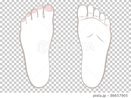 Female left sole and instep - Stock Illustration [86657905] - PIXTA