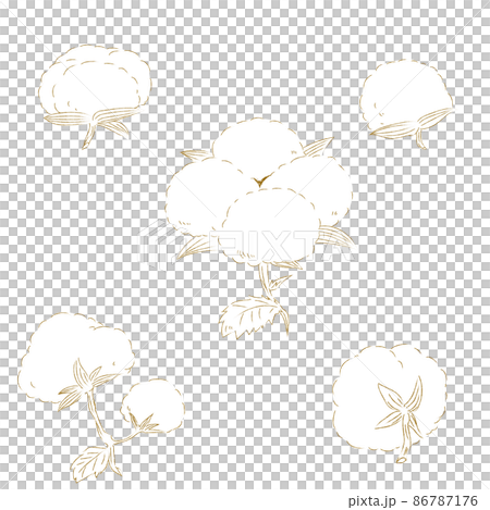 Cotton line drawing - Stock Illustration [86787176] - PIXTA