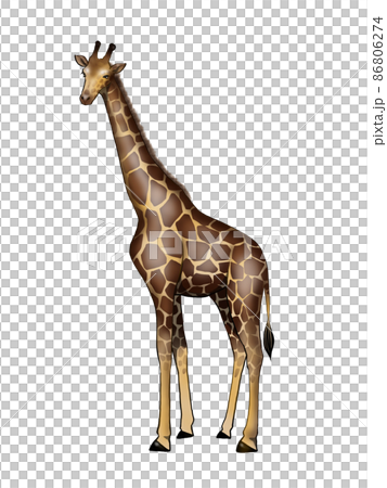 Sideways giraffe illustration - Stock Illustration [86806274] - PIXTA