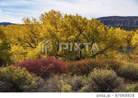 USA, New Mexico, Jemez Pueblo, Trees and bushes...の写真素材 [87068928] - PIXTA