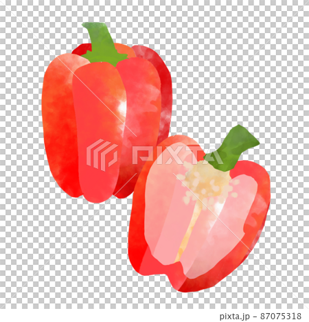 Vegetable red paprika cross section watercolor... - Stock Illustration ...
