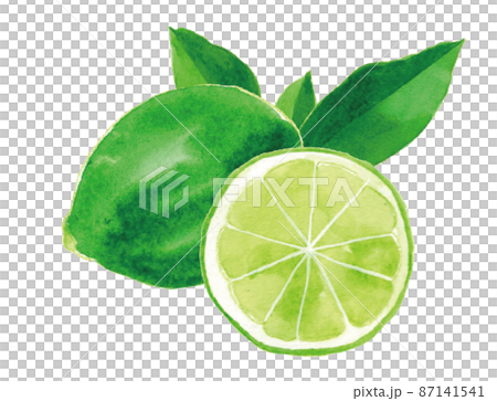 Lime watercolor hand-drawn illustration - Stock Illustration [87141541 ...
