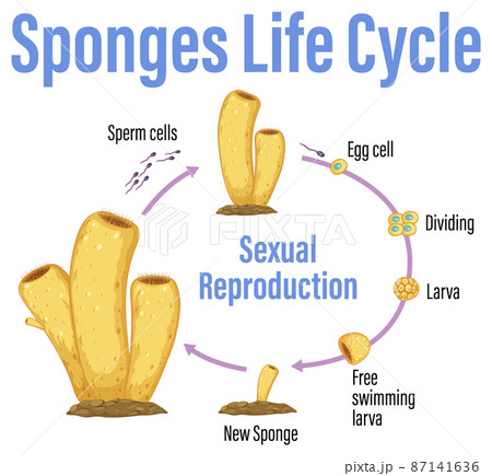 Diagram showing sponges life cycleのイラスト素材 [87141636] - PIXTA