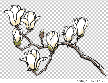 Yulan magnolia branch with 8 flowers, print style - Stock Illustration ...