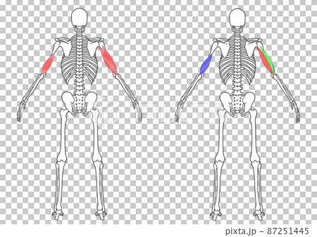 Human whole body skeleton and triceps brachii - Stock Illustration ...