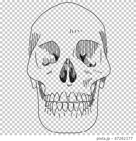 Line drawing of the skull facing forward - Stock Illustration [87262177 ...