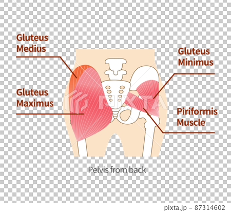 Main gluteal muscles of the buttocks: large... - Stock Illustration ...