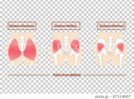 Main gluteal muscles of the buttocks: large... - Stock Illustration ...