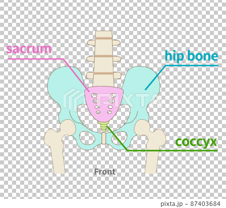 Illustration and name of the pelvis in English - Stock Illustration ...