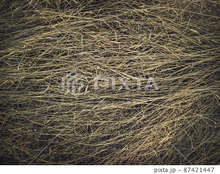 Hay Field Texture