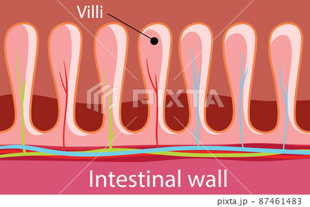 Diagram showing intestinal wall structureのイラスト素材 [87461483] - PIXTA