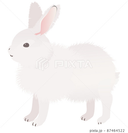 Arctic Hare Cartoon