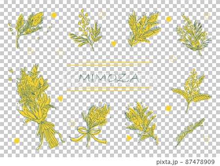 Mimosa line drawing illustration set - Stock Illustration [87478909 ...