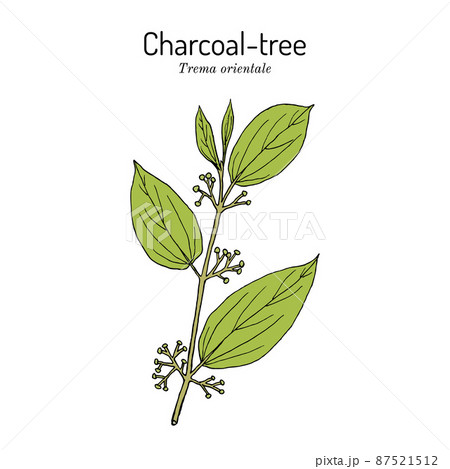 Indian charcoal-tree, or pigeon wood Trema...のイラスト素材 [87521512] - PIXTA