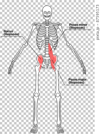 Human whole body skeleton and iliopsoas muscle... - Stock Illustration ...