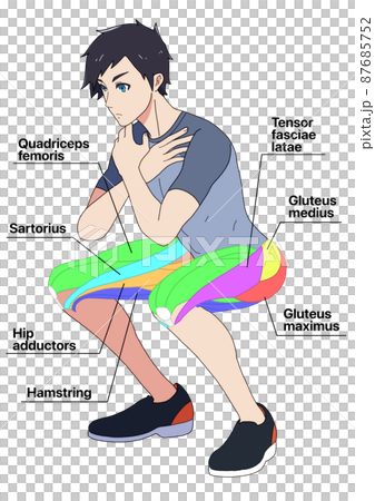 Squat men and muscle names (color-coded, English) - Stock Illustration ...