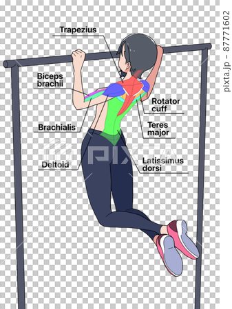 Names of women and muscles (color-coded, English) - Stock Illustration ...