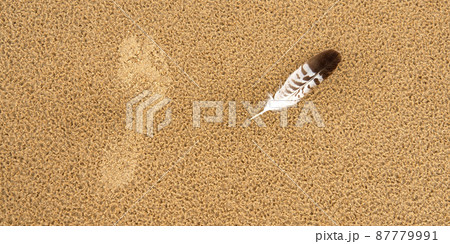 Footprint and Seagull Quillの写真素材 [87779991] - PIXTA