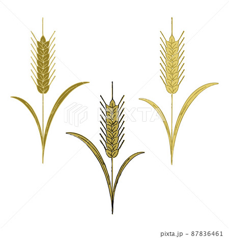 Wheat Drawing Color